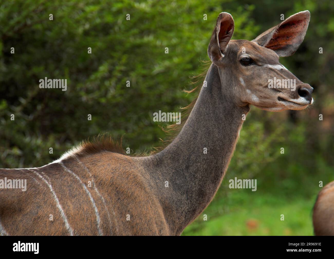 Portrait of a greater kudu cow Stock Photo - Alamy