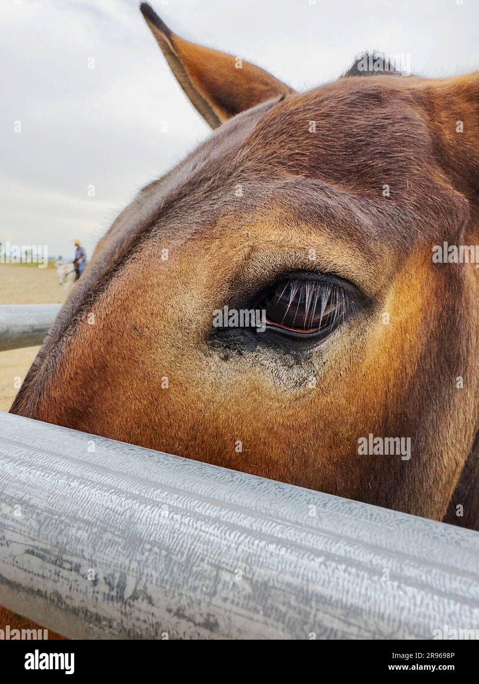 The eye closeup of a mule shows eyelashes with a brown eye color & a ...
