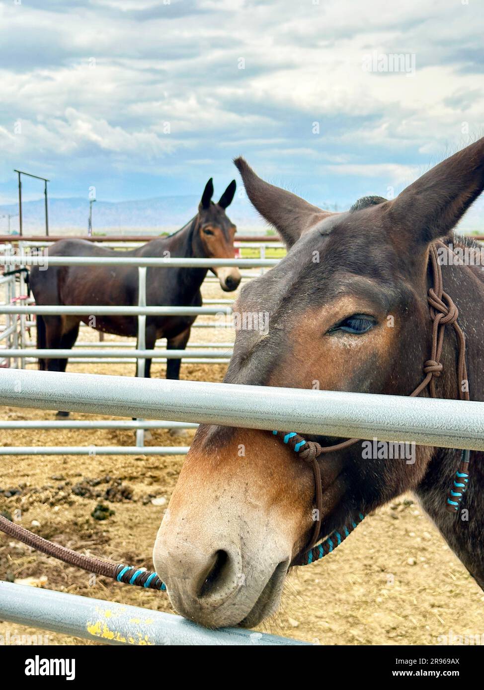The head closeup of a mule shows eye & face looking out to the camera ...