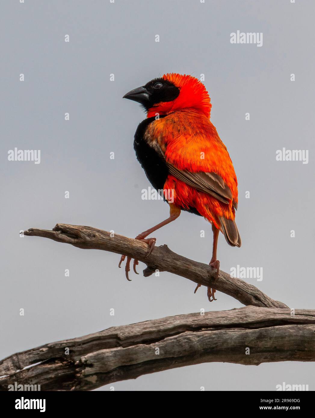 Southern red bishop euplectes orix hi-res stock photography and images ...