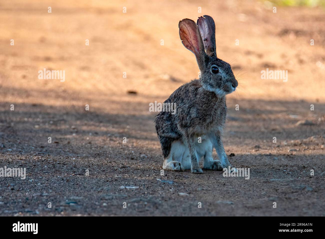 Hare lepus microtis hi-res stock photography and images - Alamy