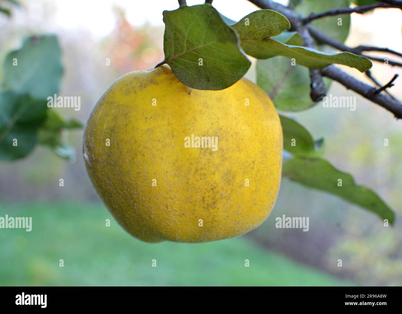 Quince (Cydonia oblonga) fruits ripen on the branch of the bush Stock ...