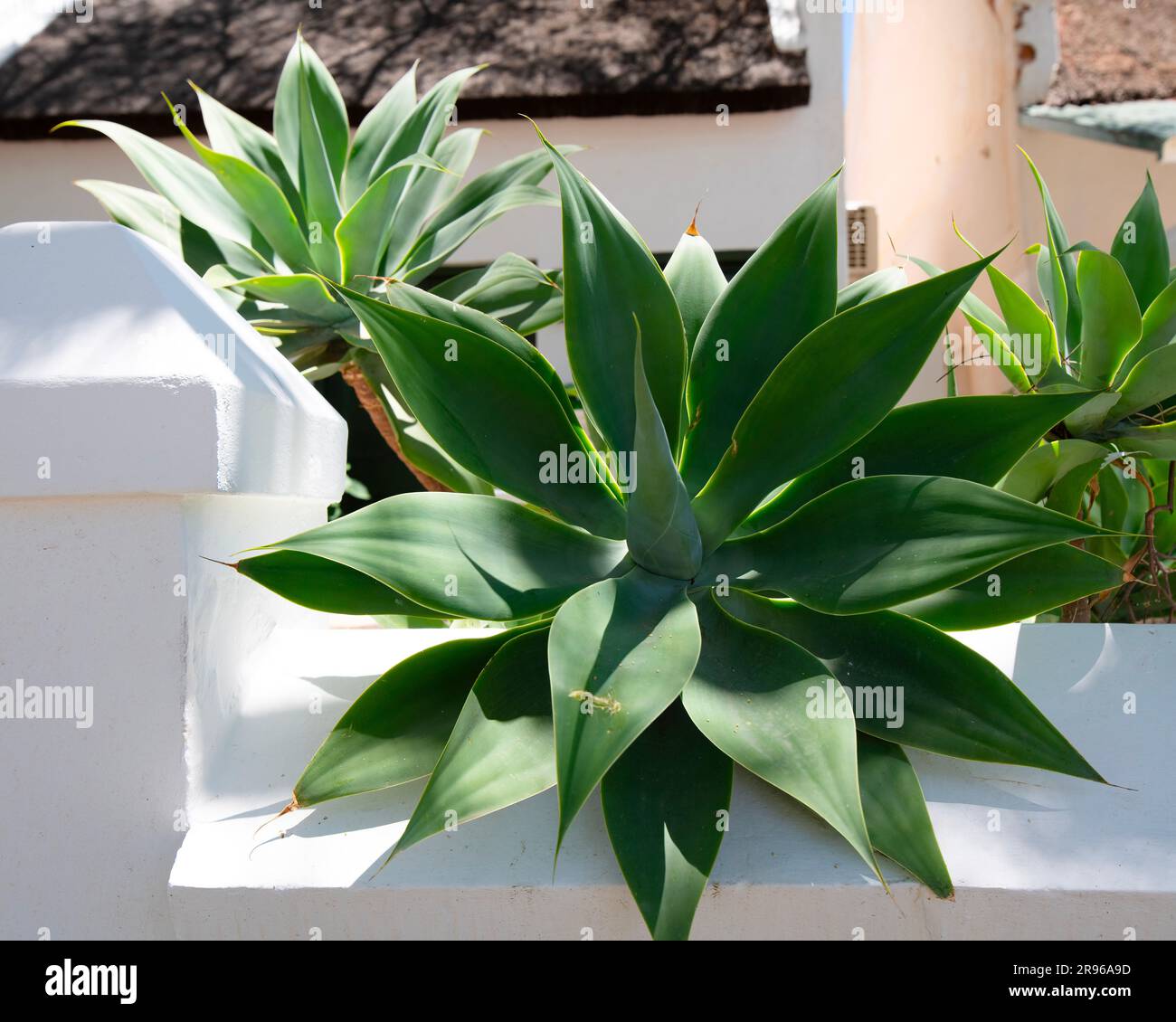 Architectural planting hi-res stock photography and images - Alamy