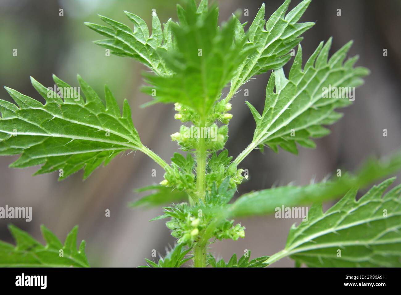 In the wild, stinging nettle grows (Urtica urens Stock Photo - Alamy