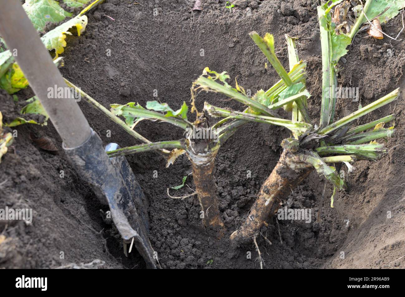 Digging horseradish root growing in open organic soil Stock Photo - Alamy