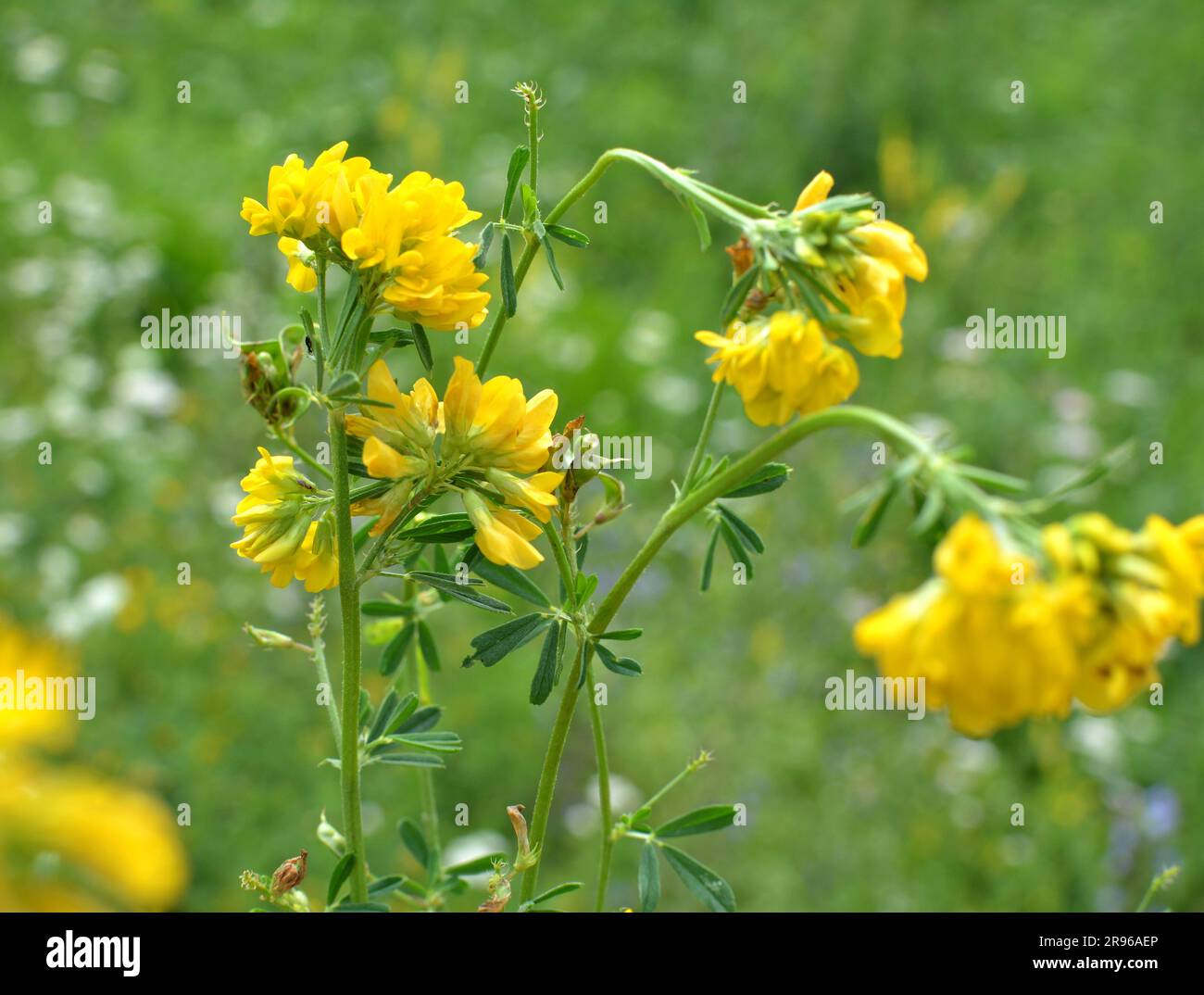 Alfalfa sickle (Medicago falcata) blooms in nature Stock Photo - Alamy