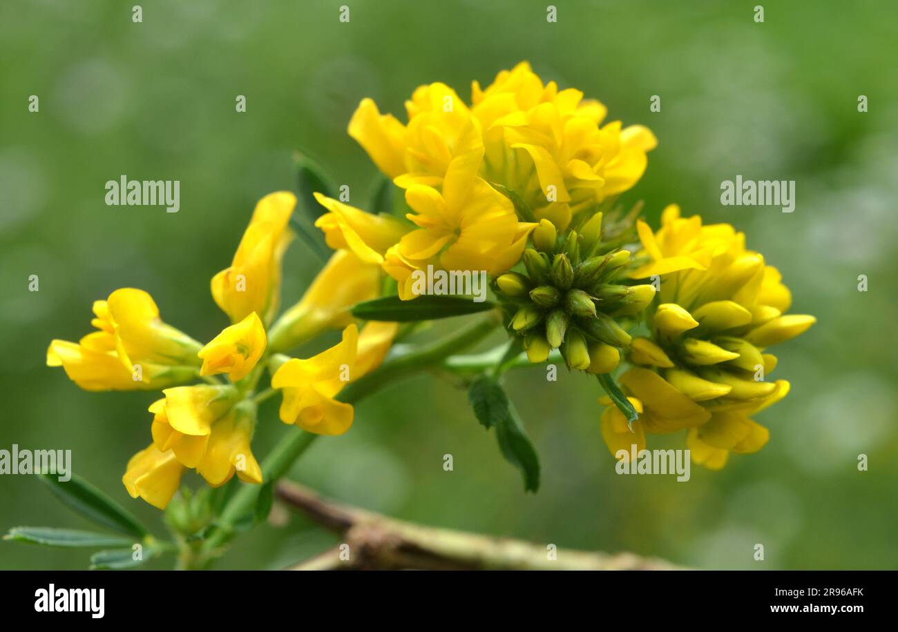 Alfalfa sickle (Medicago falcata) blooms in nature Stock Photo - Alamy