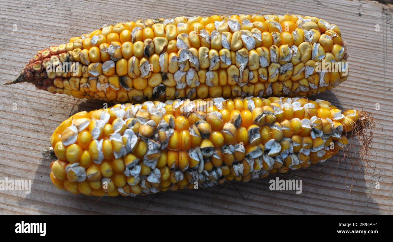 Crop failure background hi-res stock photography and images - Alamy