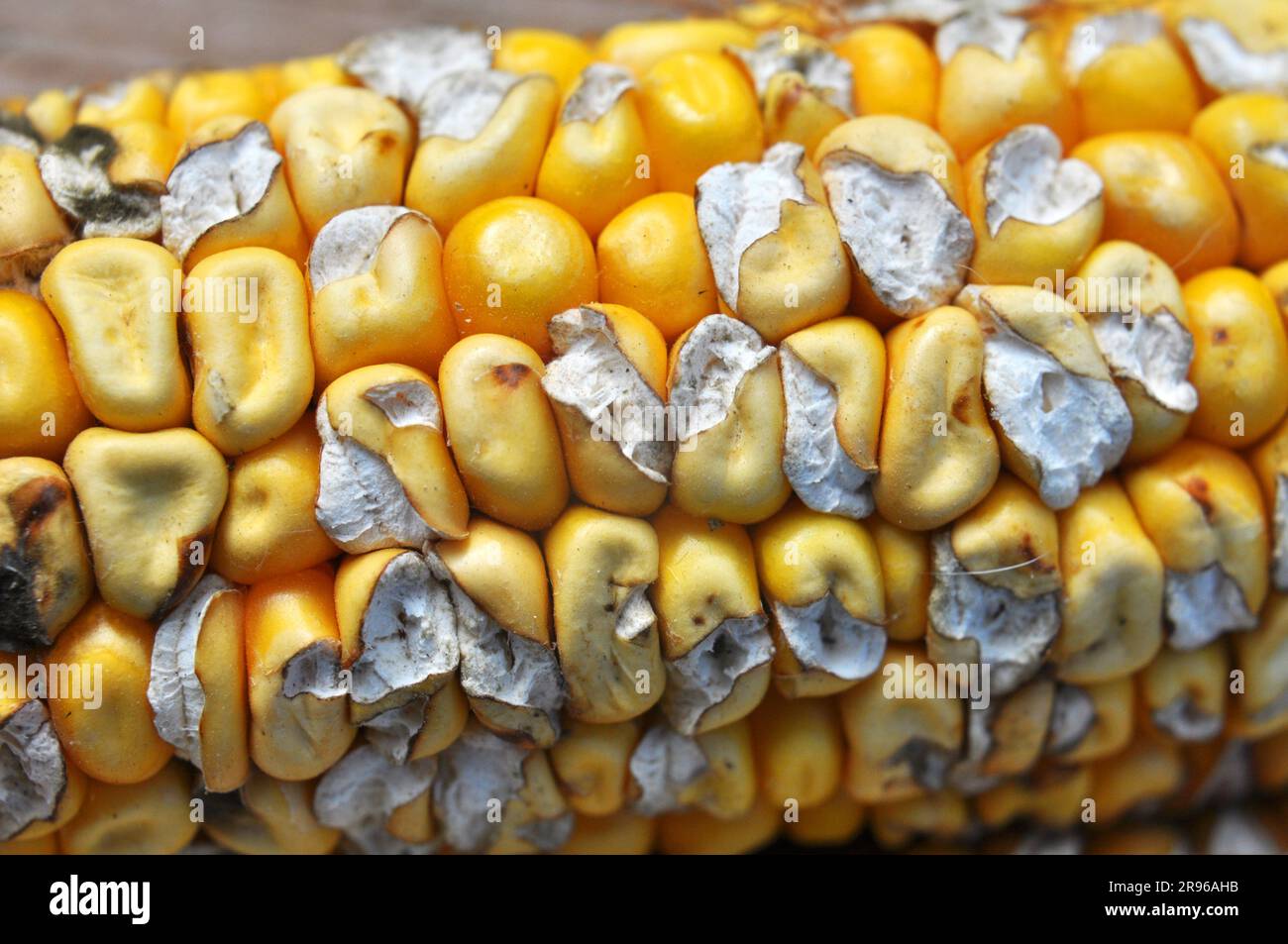 The grain of the corn cobs hurts, which is caused by the uneven supply ...