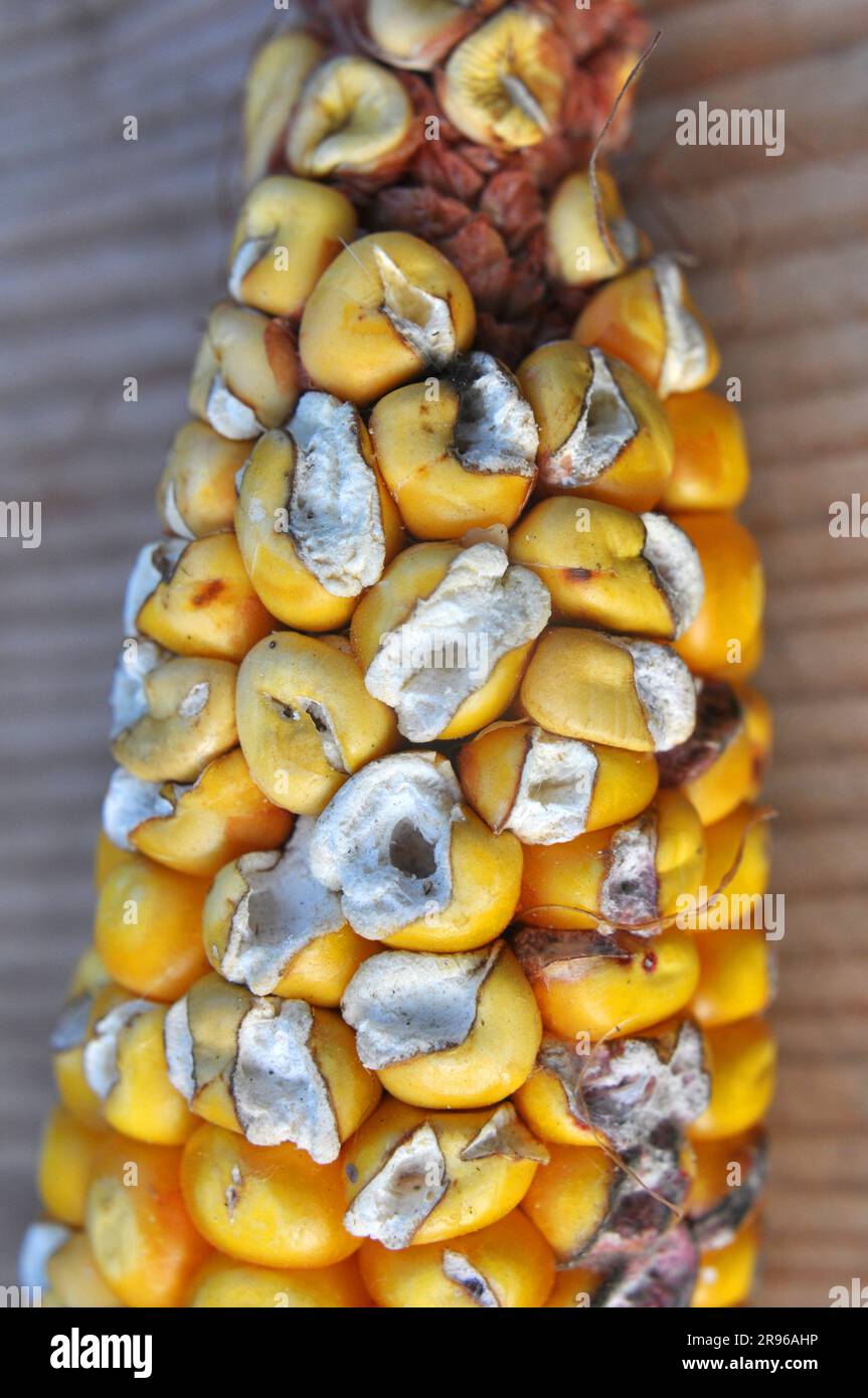 Diseases corn cobs hi-res stock photography and images - Alamy