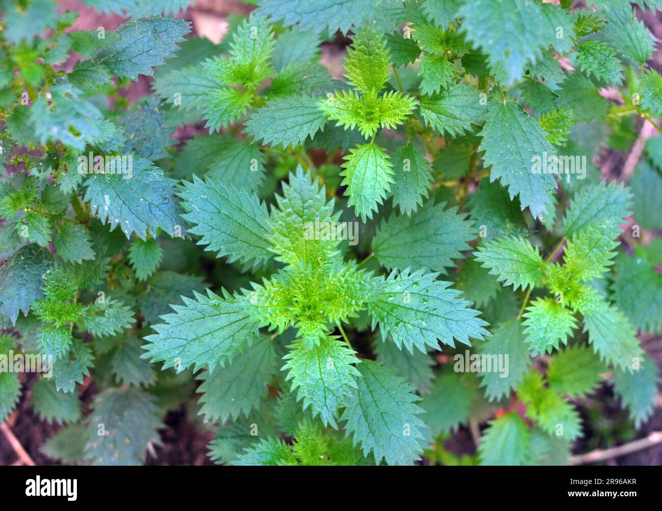 In the wild, stinging nettle grows (Urtica urens Stock Photo - Alamy