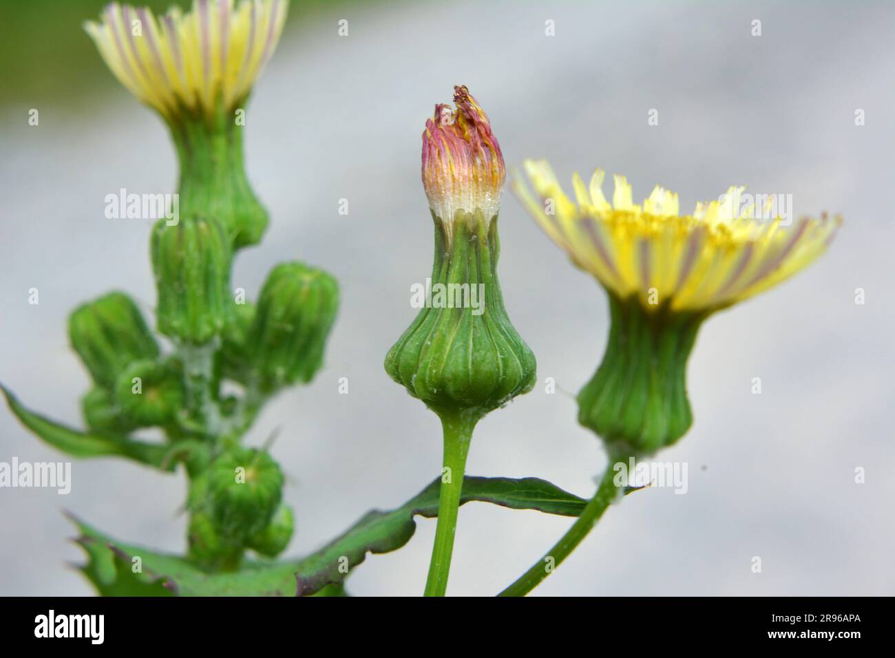Asper grass hi-res stock photography and images - Alamy