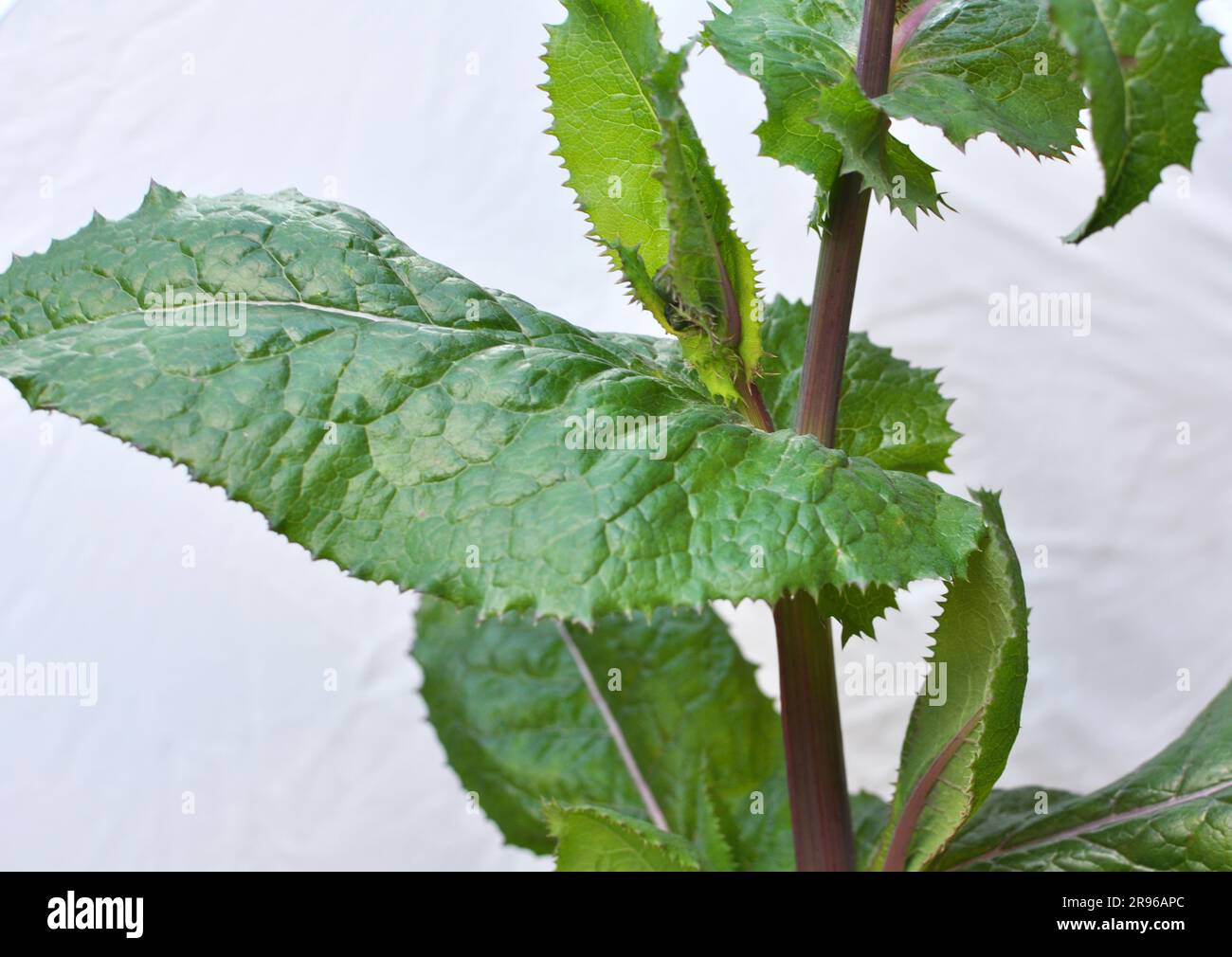 Asper grass hi-res stock photography and images - Alamy