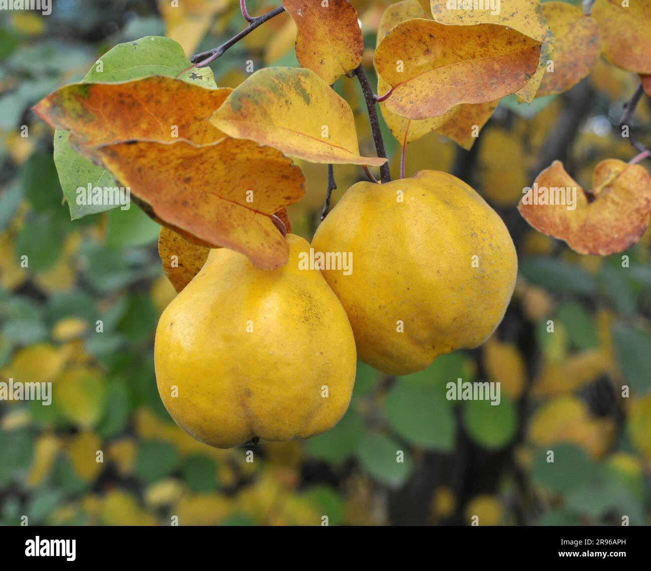 Quince (Cydonia oblonga) fruits ripen on the branch of the bush Stock ...