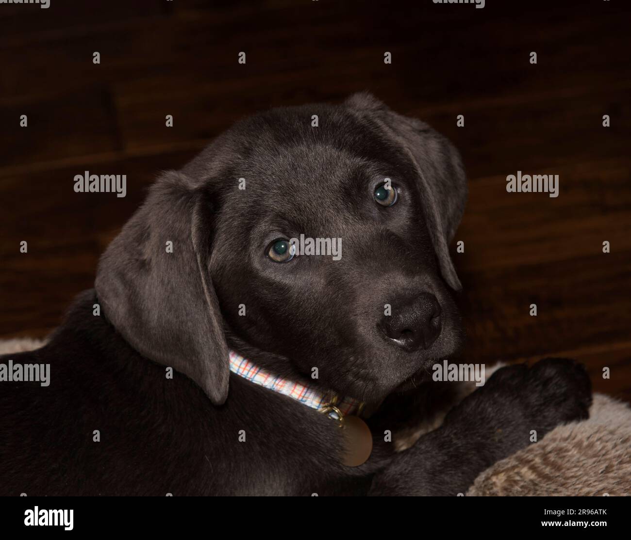 Wylie, a five month old silver labrador, poses for a portrait Stock ...