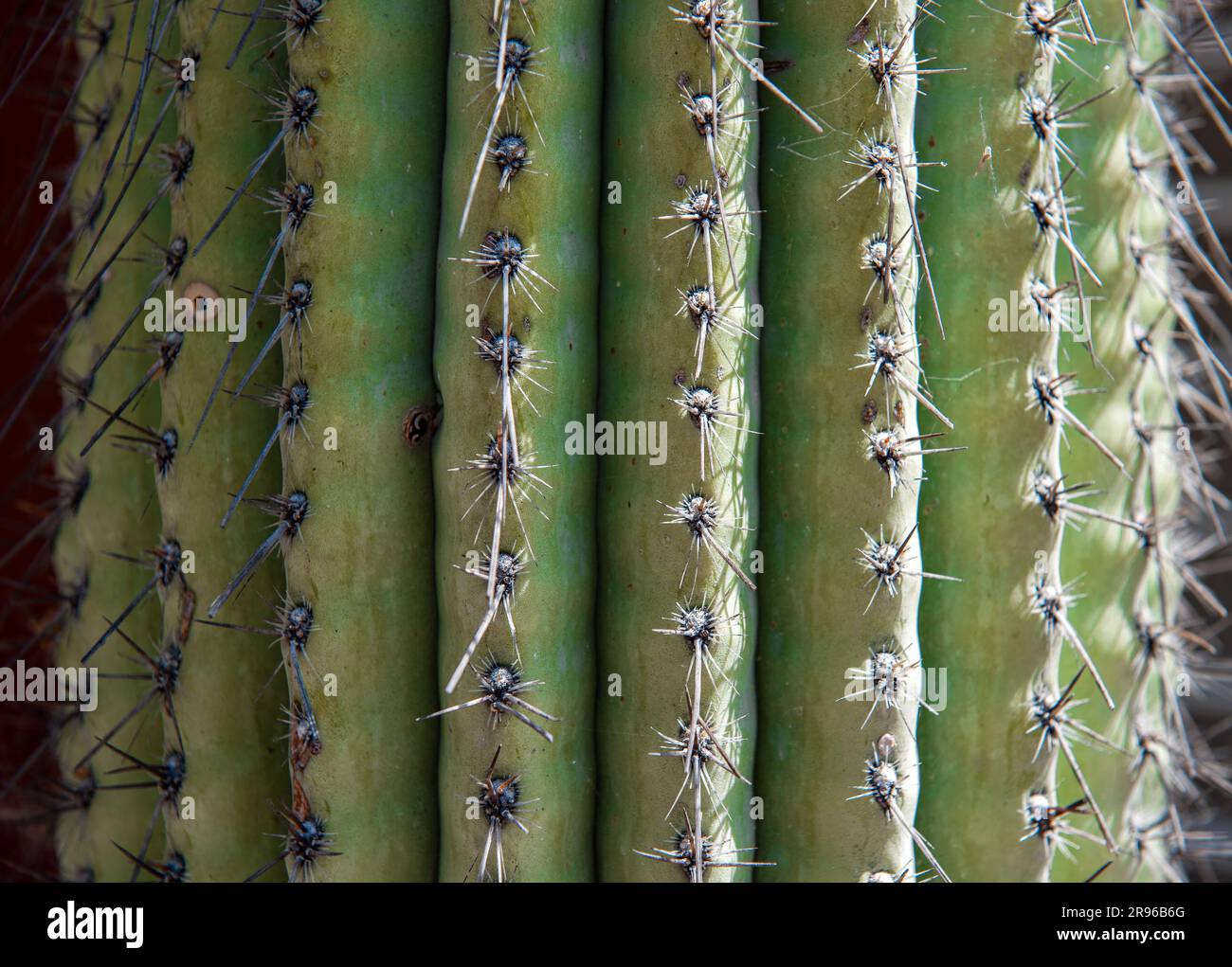 Columnar cactus (cactus ceroide) close up, Cuicatlan Tehuacan Biosphere ...