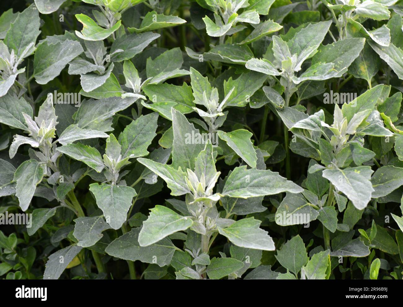Weed white wildflower hi-res stock photography and images - Alamy