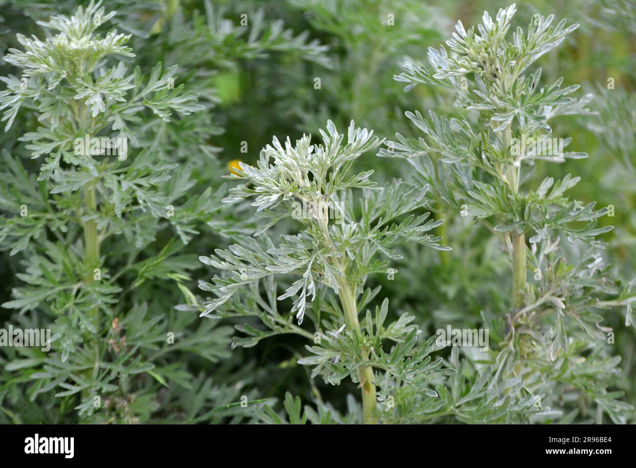 Bitter wormwood (Artemisia absinthium) bush grows in the wild Stock ...