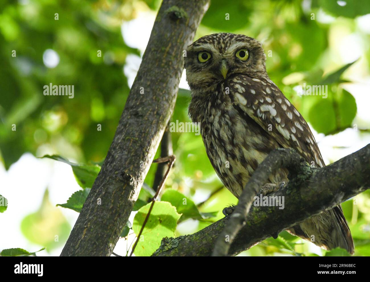 Little owl in hyde park hi-res stock photography and images - Alamy