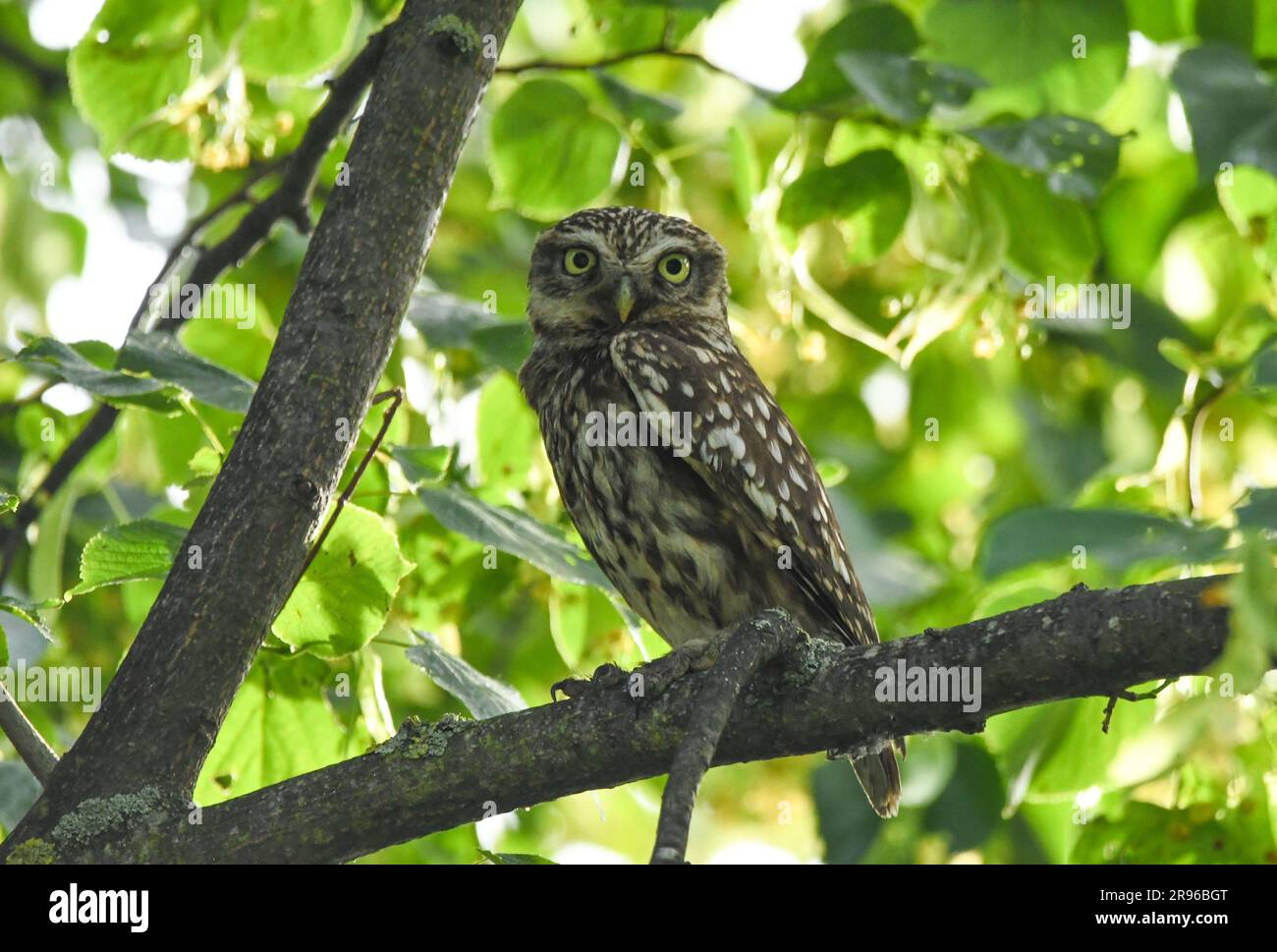 Hyde park owl hi-res stock photography and images - Alamy