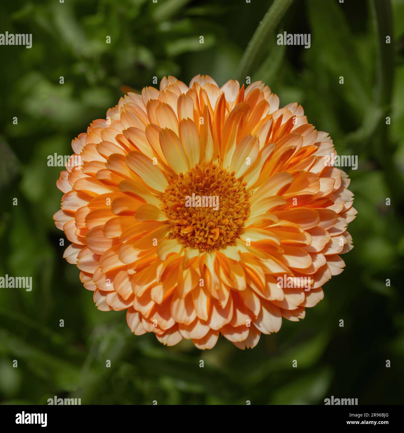 Dahlia Flower Close-up in Bloom Stock Photo - Alamy