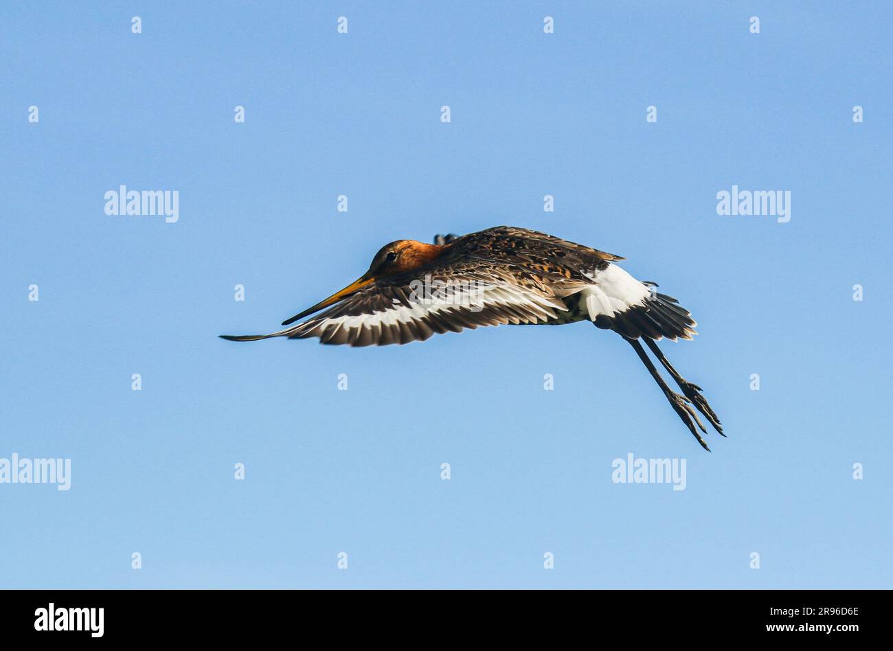 Black-tailed godwit in flight, Iceland, barge à queue noire en vol ...