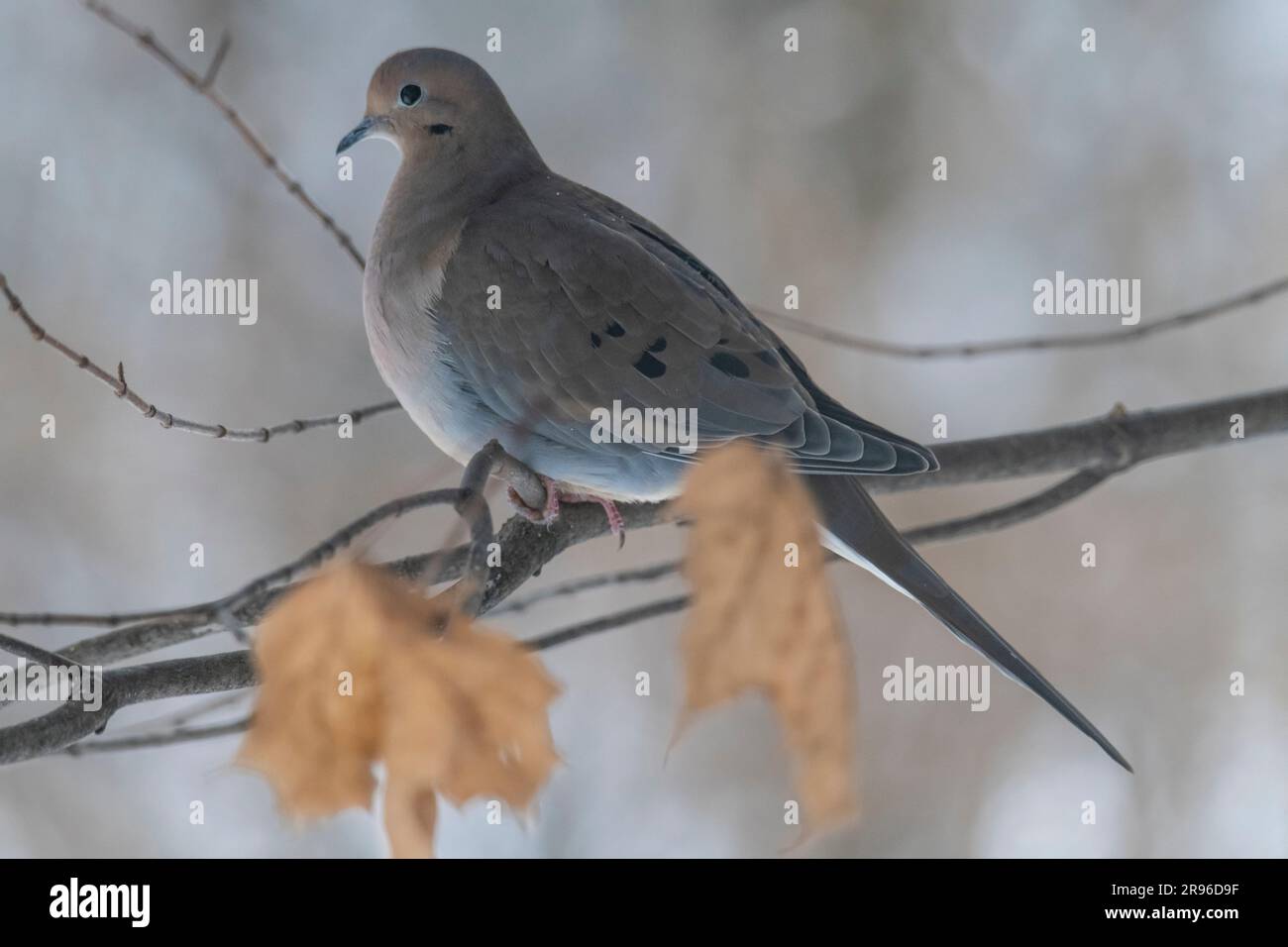 Fat dove hi-res stock photography and images - Alamy
