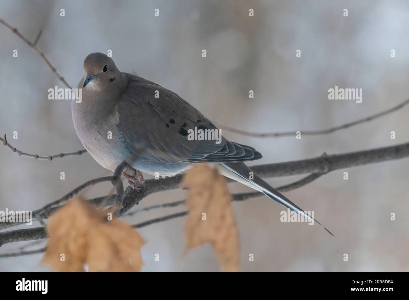 Fat dove hi-res stock photography and images - Alamy