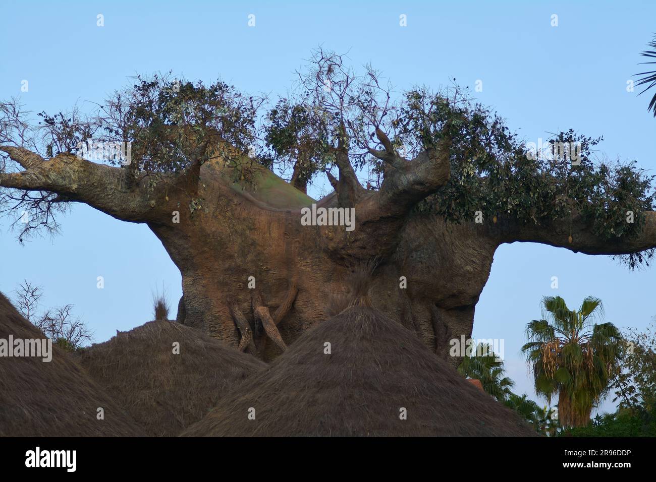 Indigenous tree zimbabwe hi-res stock photography and images - Alamy