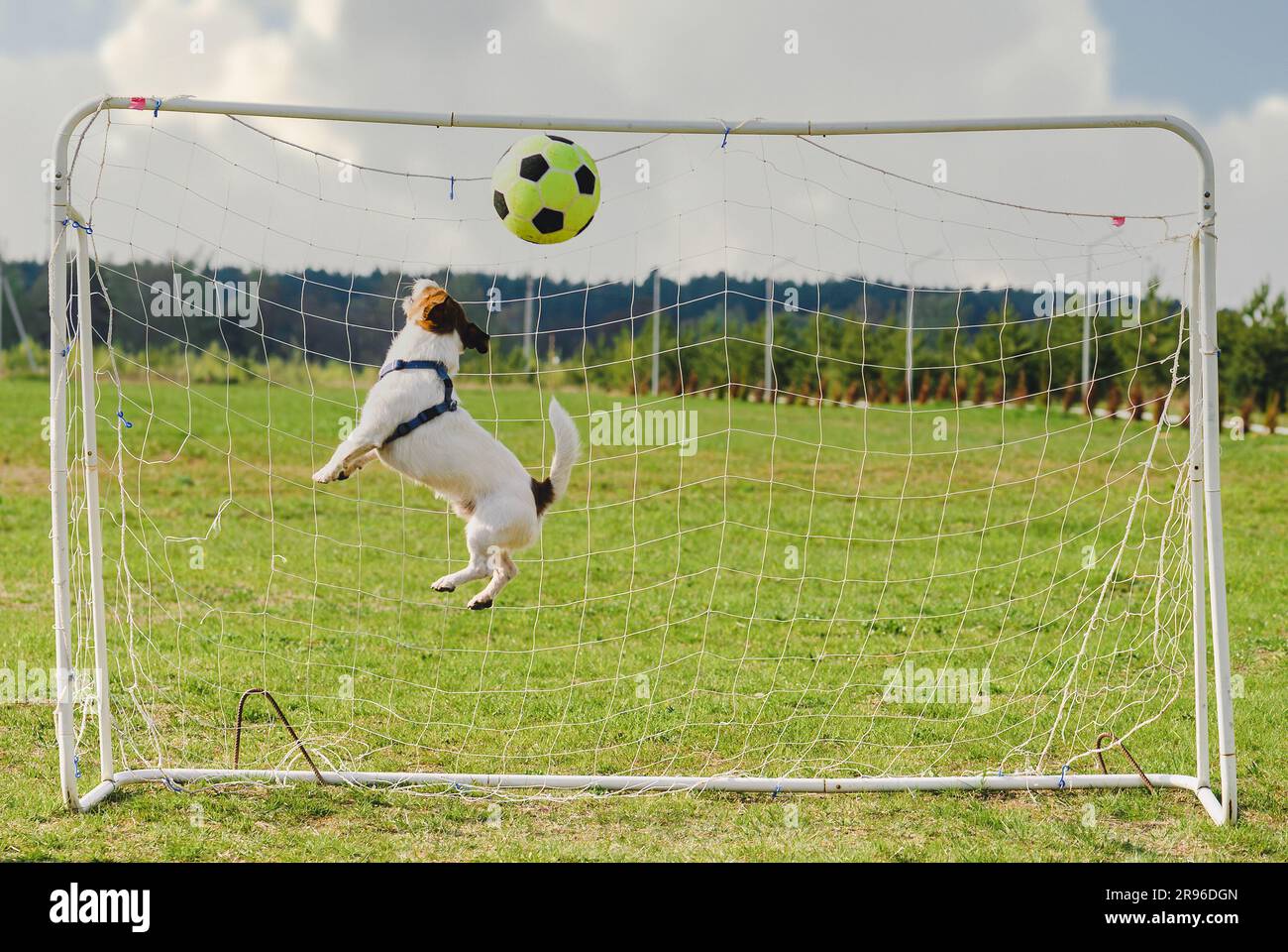 Funny dog playing football as a goalkeeper (profile jump). Humorous ...