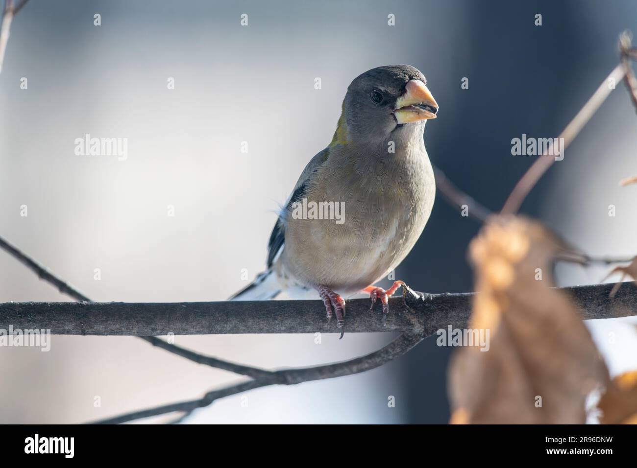 female, evening grosbeak, Hesperiphona vespertine, on bird feeder, and ...