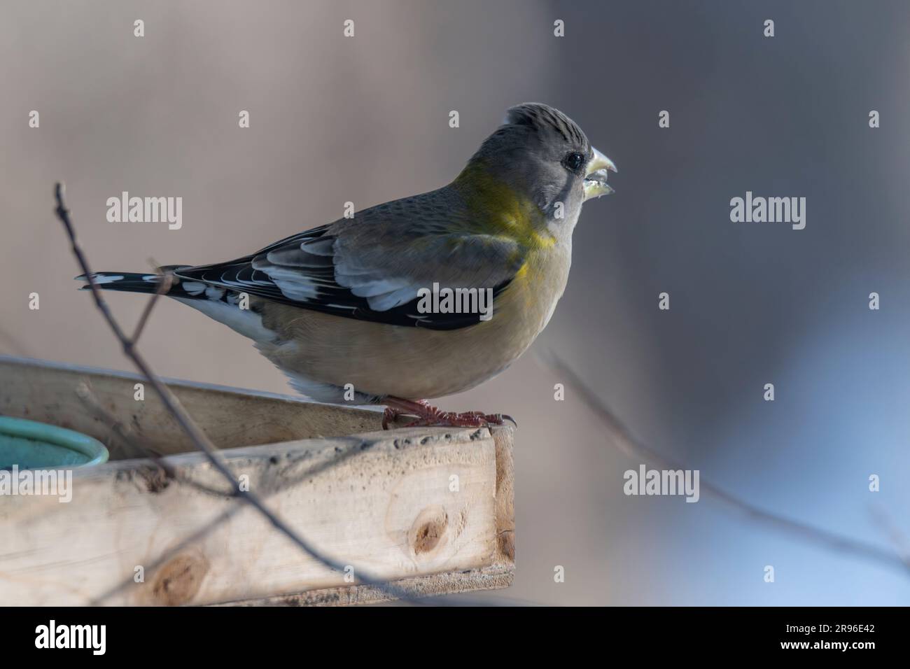 female, evening grosbeak, Hesperiphona vespertine, on bird feeder, and ...