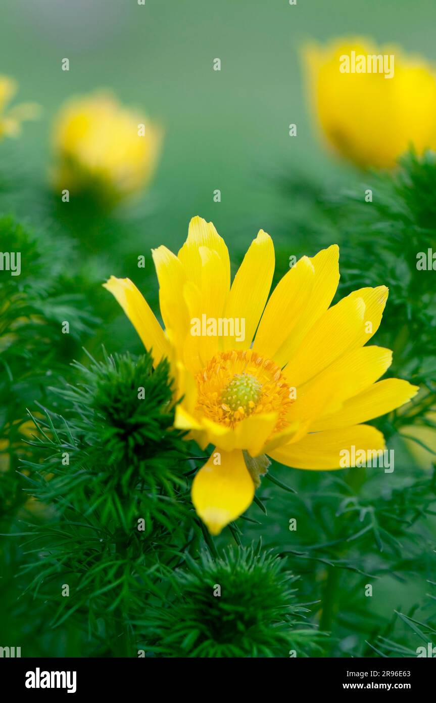Adonis annua hi-res stock photography and images - Alamy