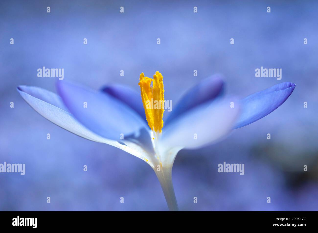 Crocus type flower hi-res stock photography and images - Alamy