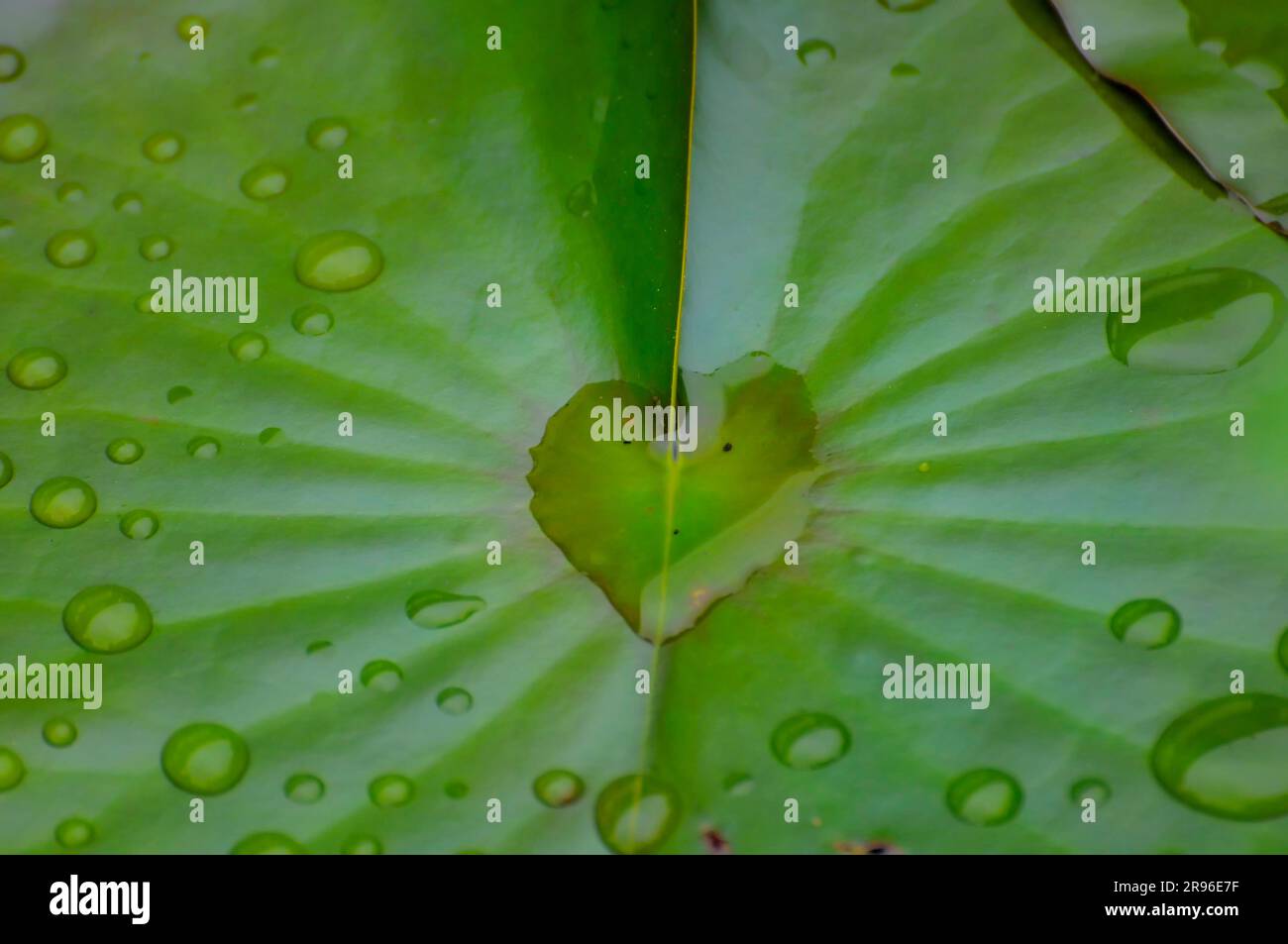 Heart of Water, Lily Pad Stock Photo - Alamy