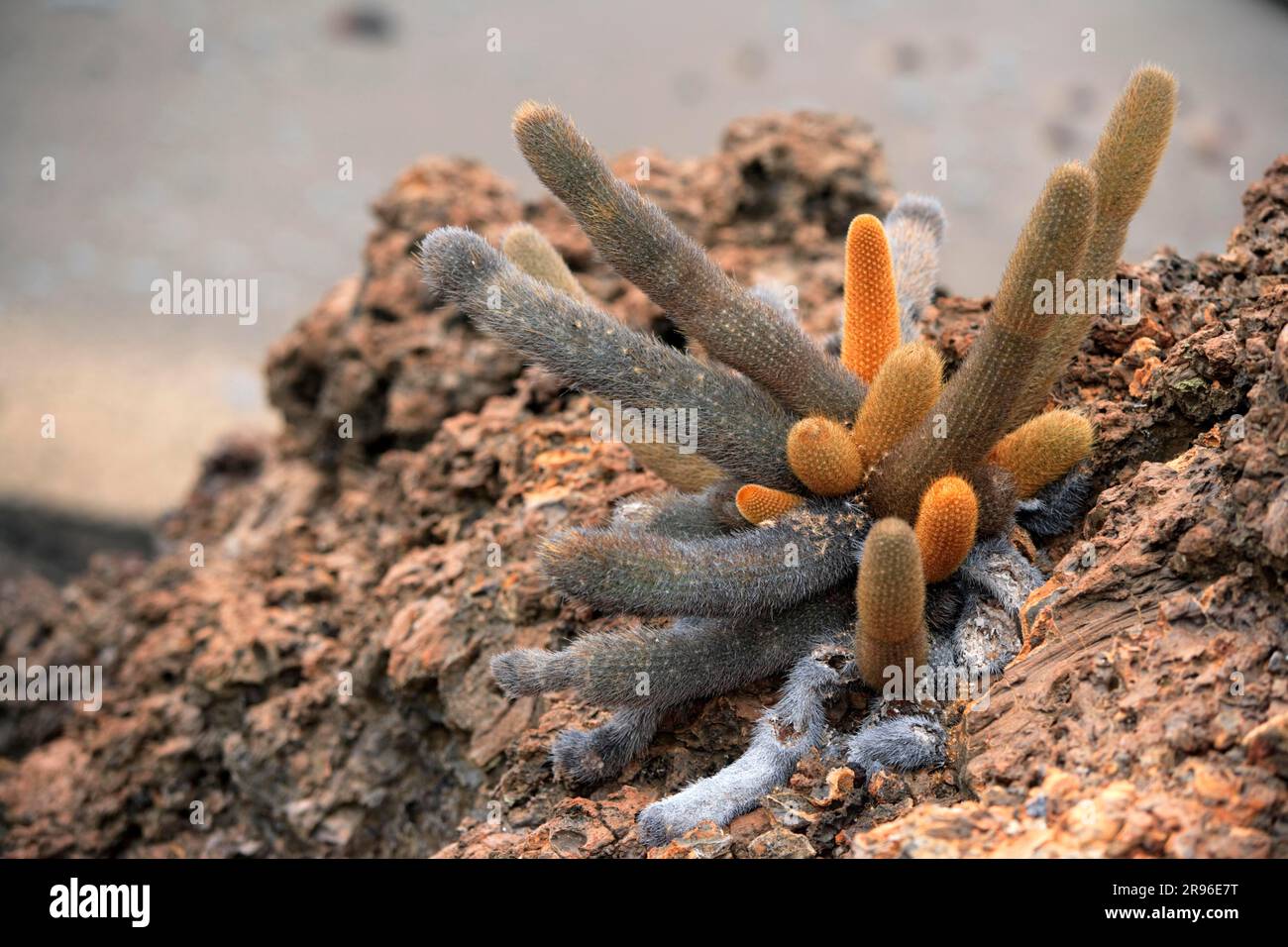 Galapagos lava cactus (Brachycereus nesioticus), flower, ..., Galapagos ...