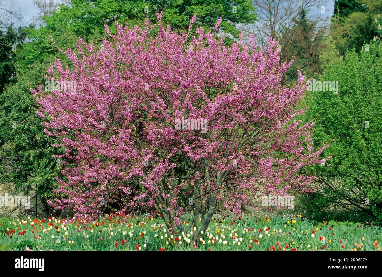 Common Judas tree (Cercis siliquastum), flowering Stock Photo - Alamy