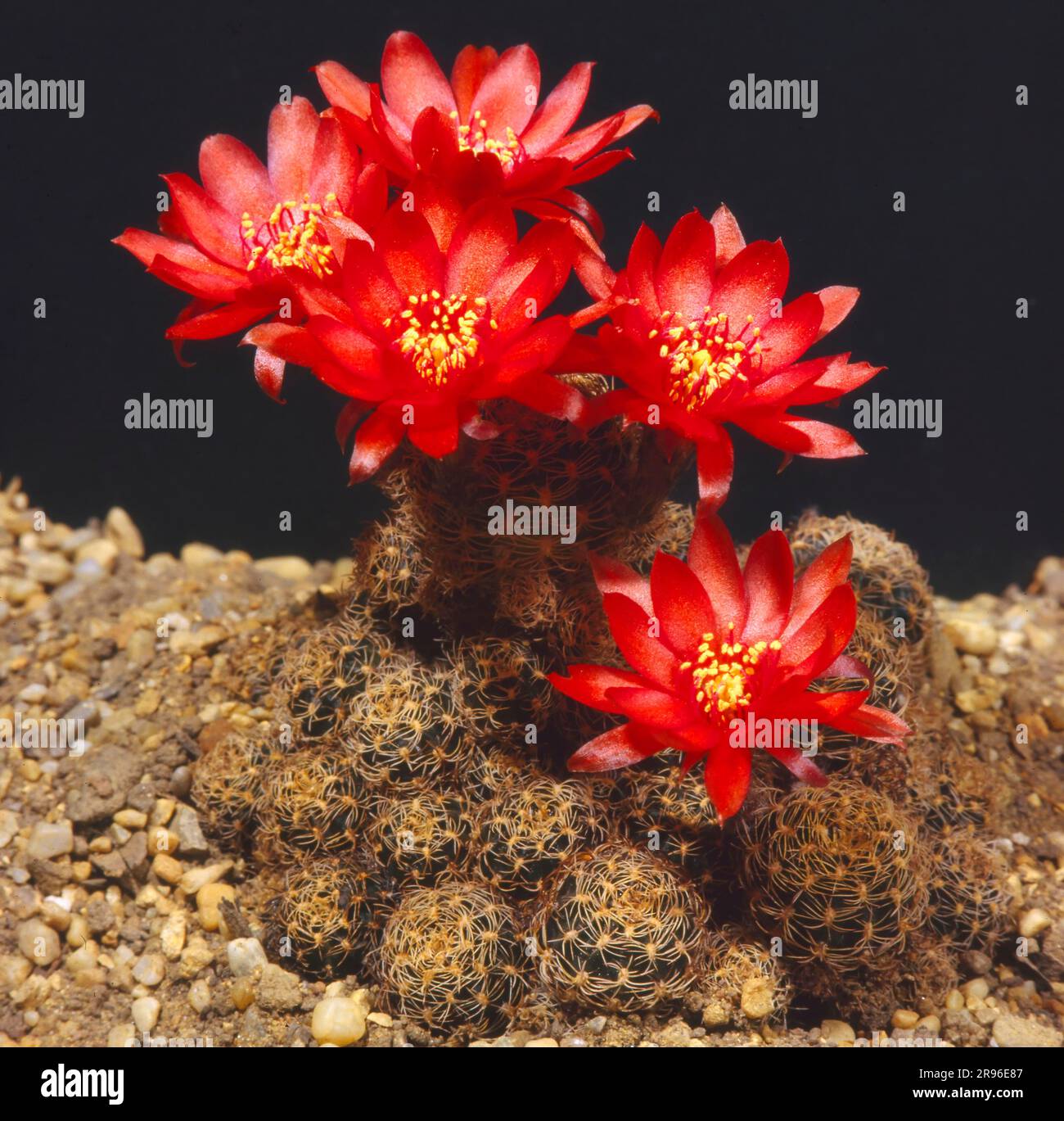 Lobivia hi-res stock photography and images - Alamy