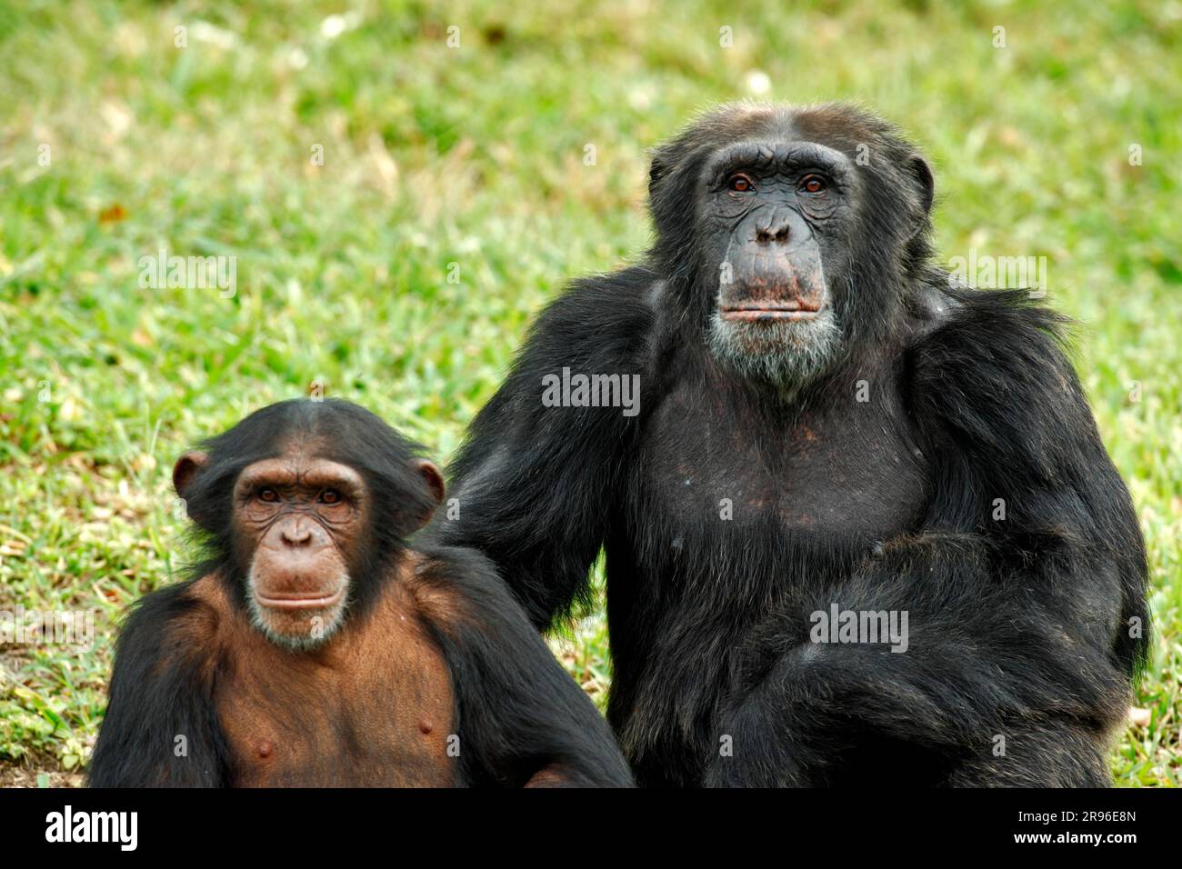 Female chimpanzee face hi-res stock photography and images - Alamy