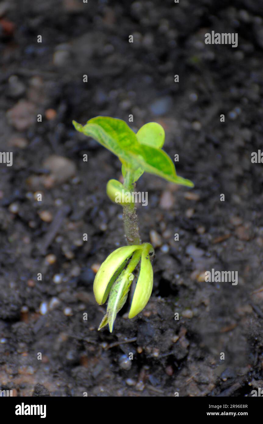 Sprouting Beans in the Garden, French Bean, common bean (Phaseolus ...