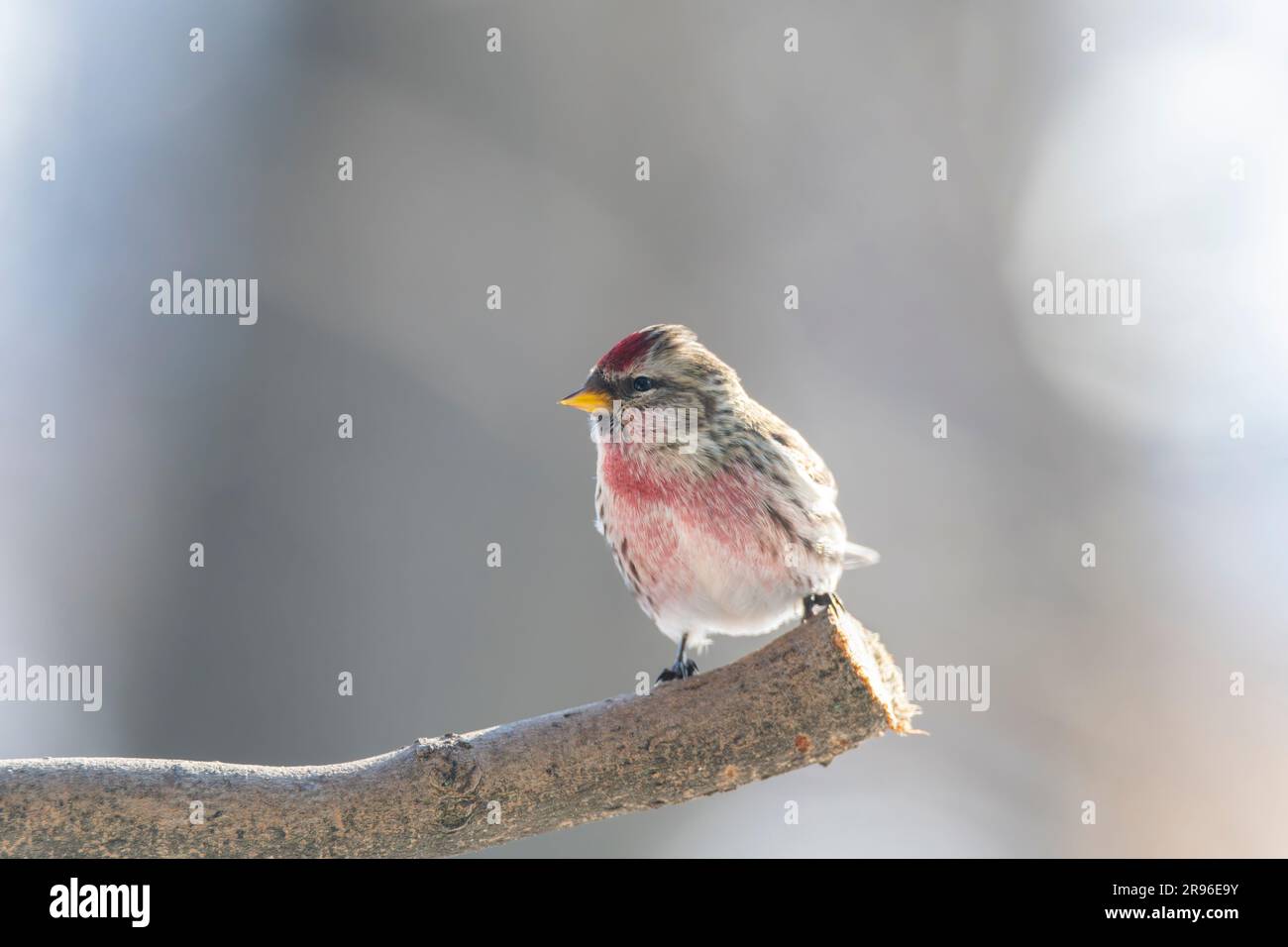 Common Redpoll, flammea Acanthis,searching for food during Winter ...