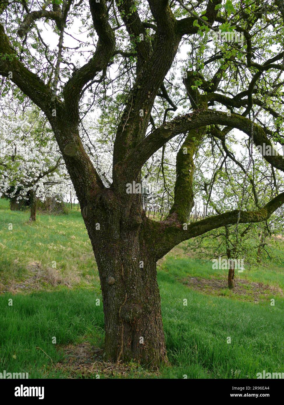 Spring fruit tree hi-res stock photography and images - Alamy