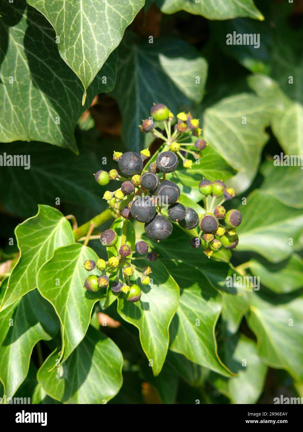 Common ivy fruit hi-res stock photography and images - Alamy
