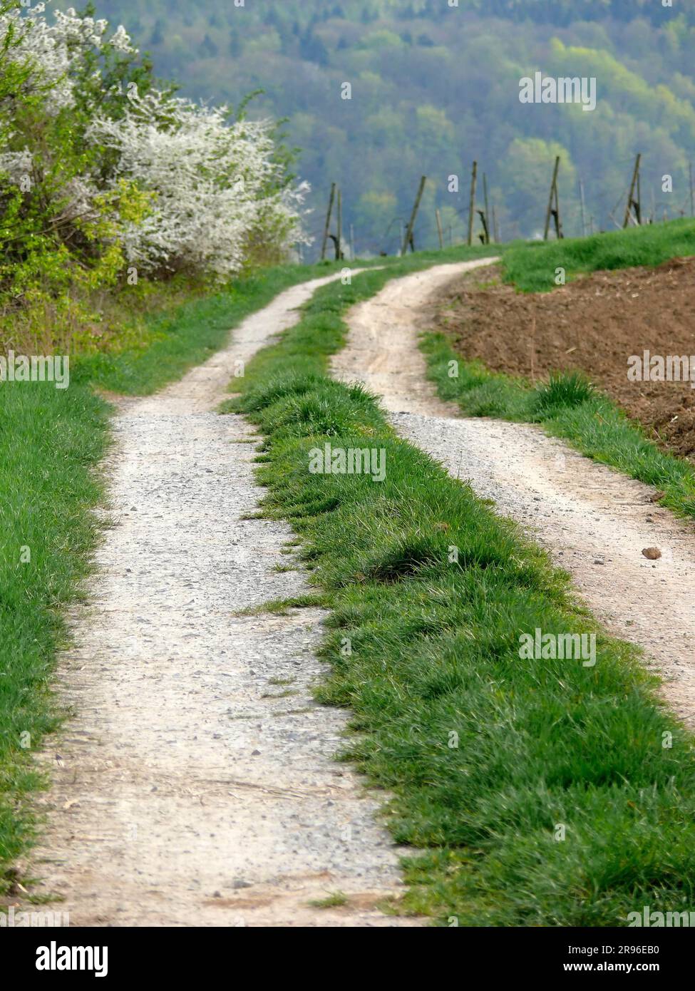 Field path in spring Stock Photo - Alamy