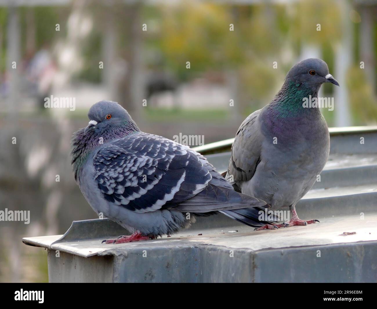 Urban city wildlife bird hi-res stock photography and images - Alamy
