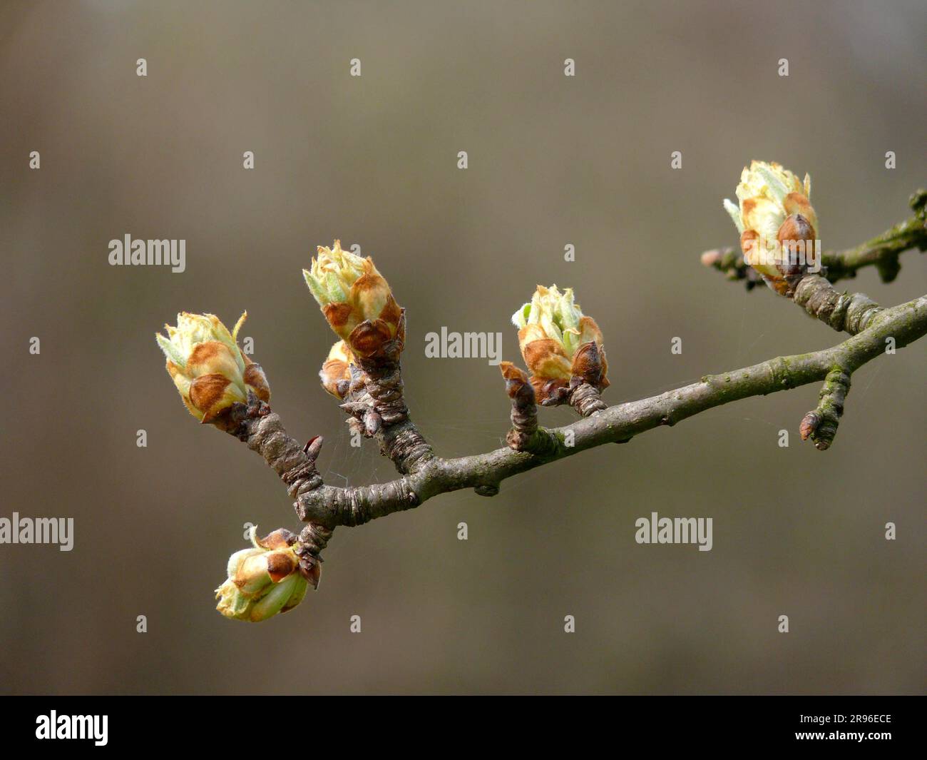 Buds breaking open on the fruit tree in spring Stock Photo - Alamy