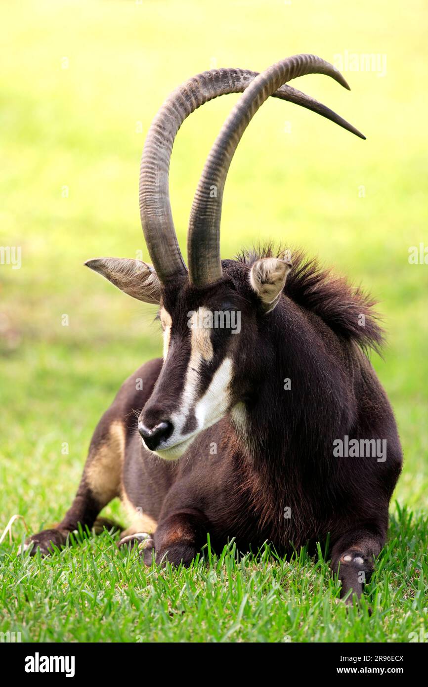 Sable antilope (Hippotragus niger), South Africa, adult, male, resting ...