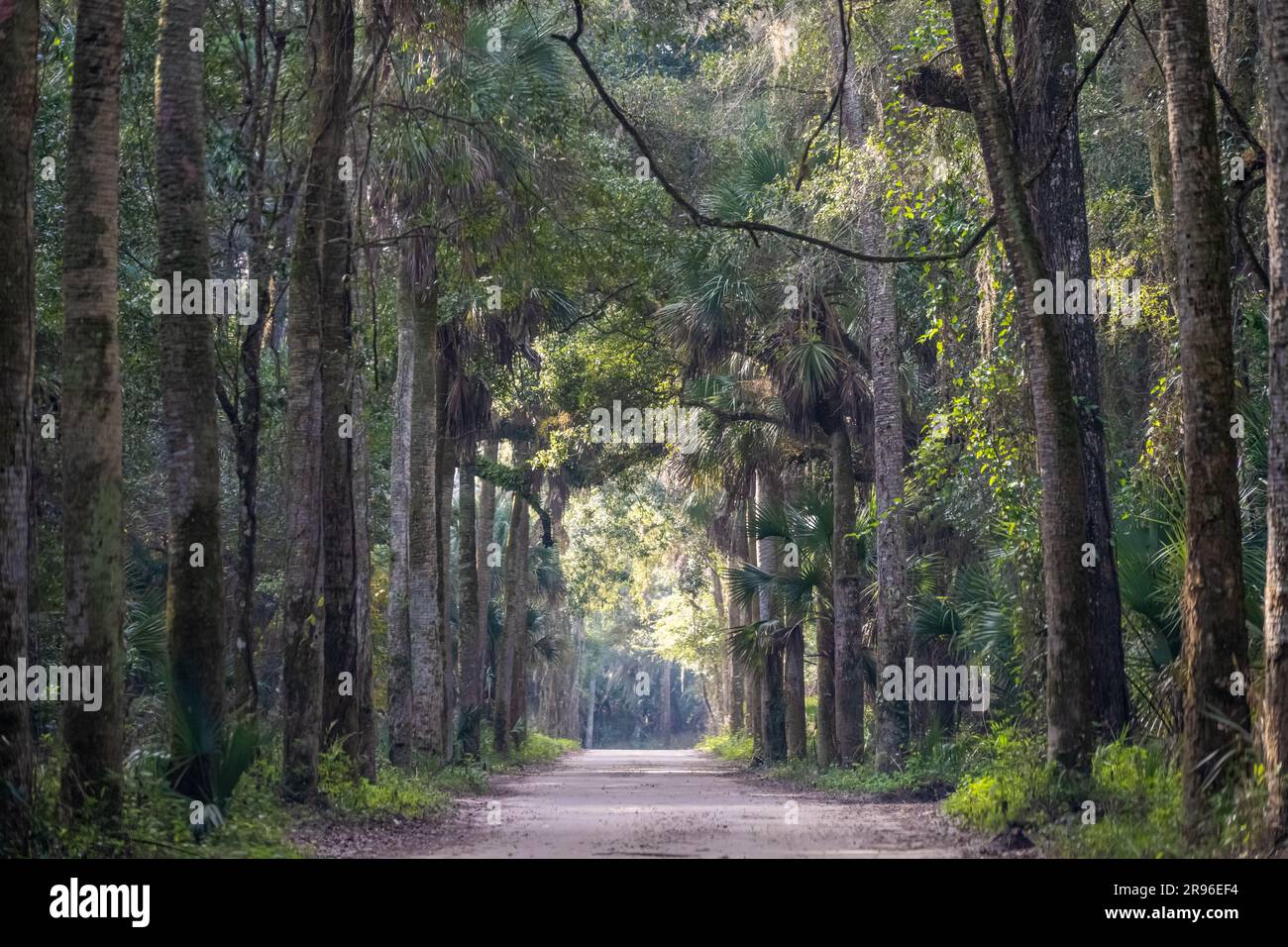 Palmetto Avenue on the Saturiwa Trail outside of Kingsley Plantation on Fort George Island in ...