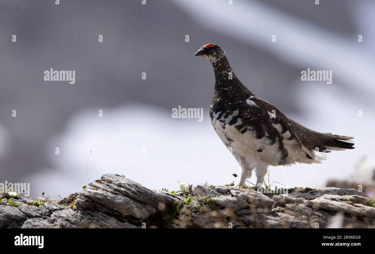 Ptarmigan on the rocks hi-res stock photography and images - Alamy