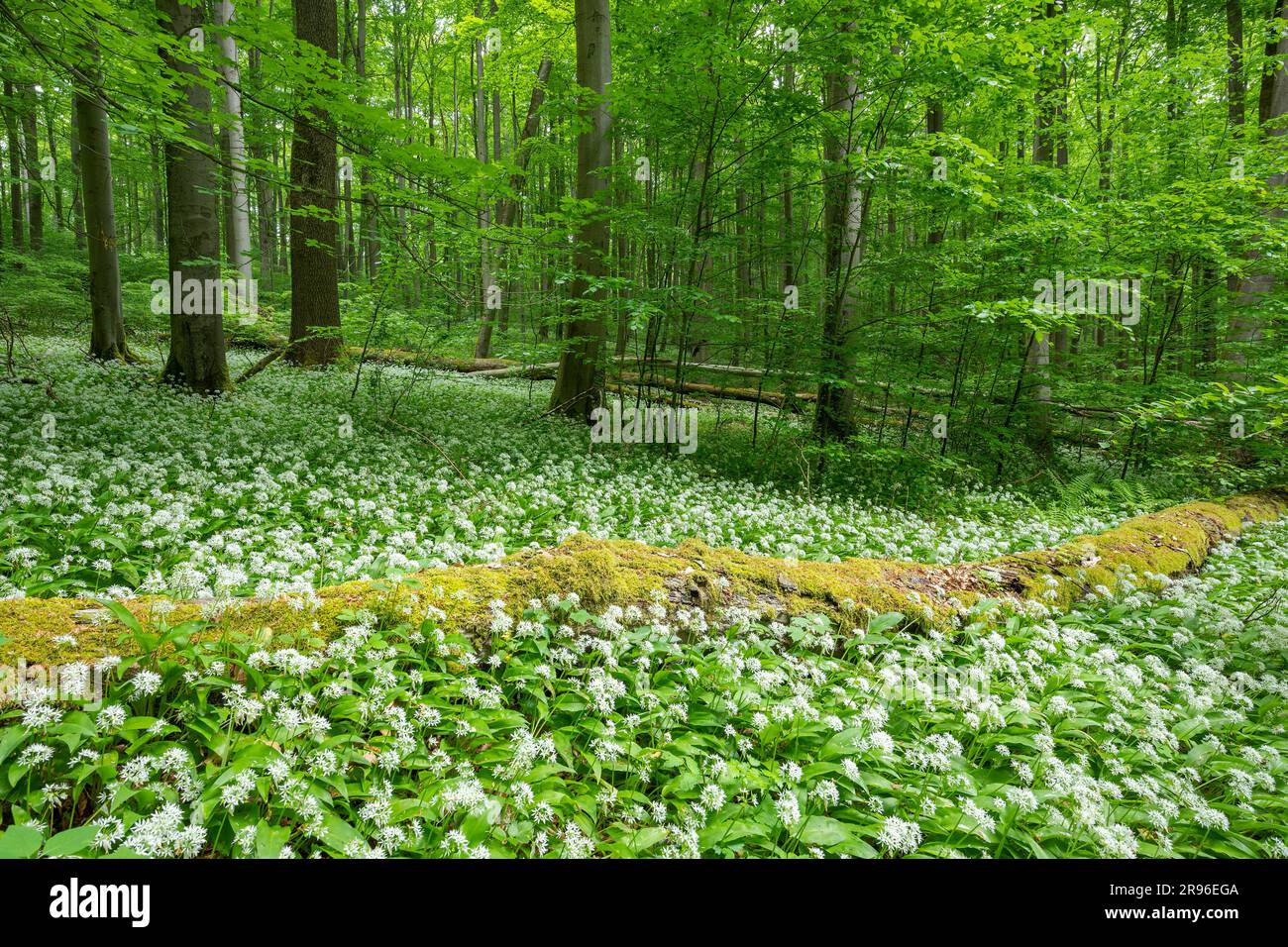 Red beech (Fagus sylvatica) forest with flowering ramsons (Allium ...